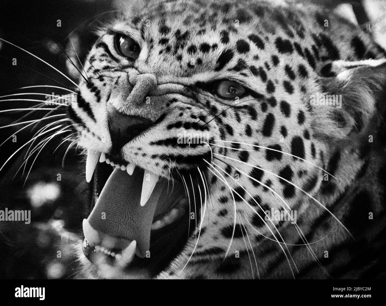 Leopard snarling (Panthera pardus Stock Photo - Alamy