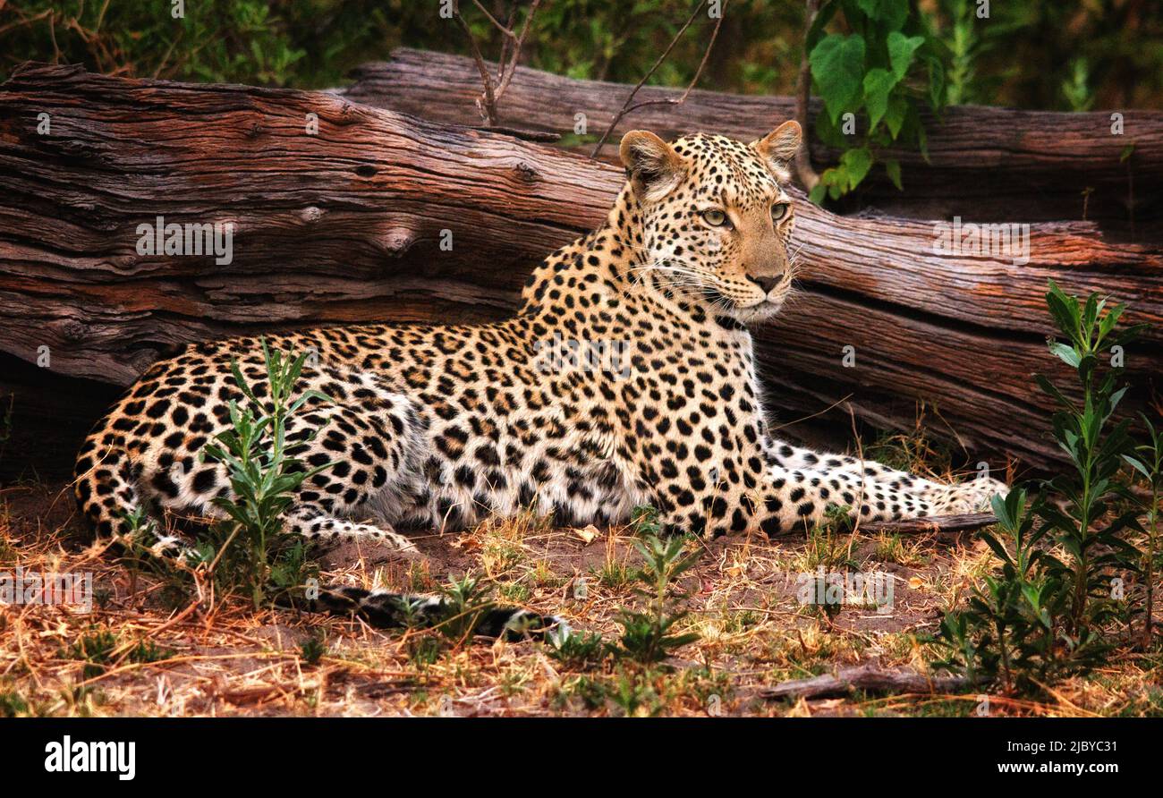 Leopard Panthera pardus sitting by a log Stock Photo - Alamy