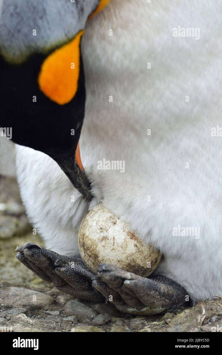 King Penguin (Aptenodytes patagonicus) with egg Stock Photo - Alamy