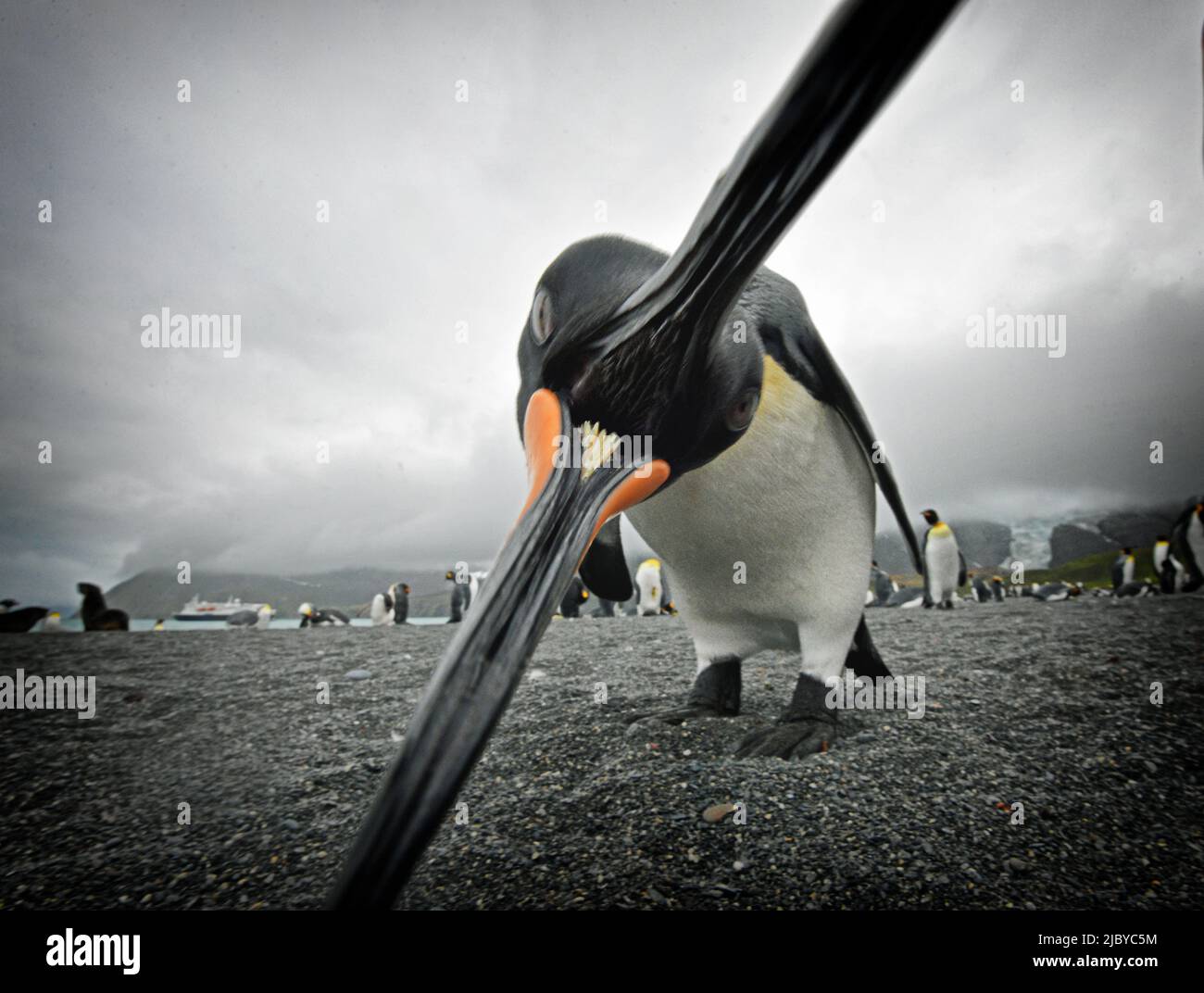 Chomping hi-res stock photography and images - Alamy
