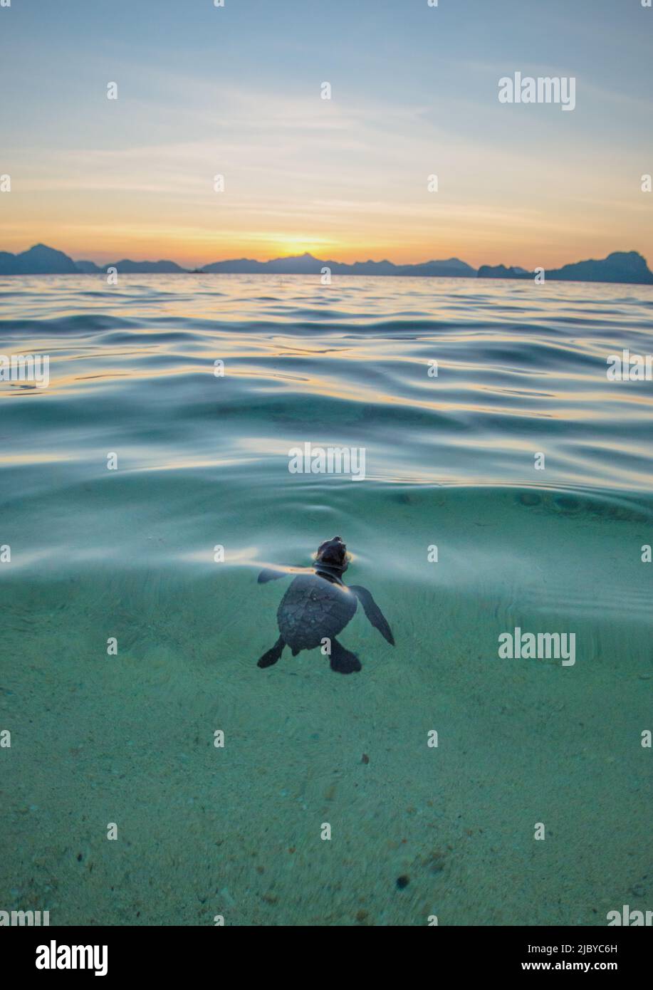baby sea turtle breathing for air, Philippines Stock Photo - Alamy