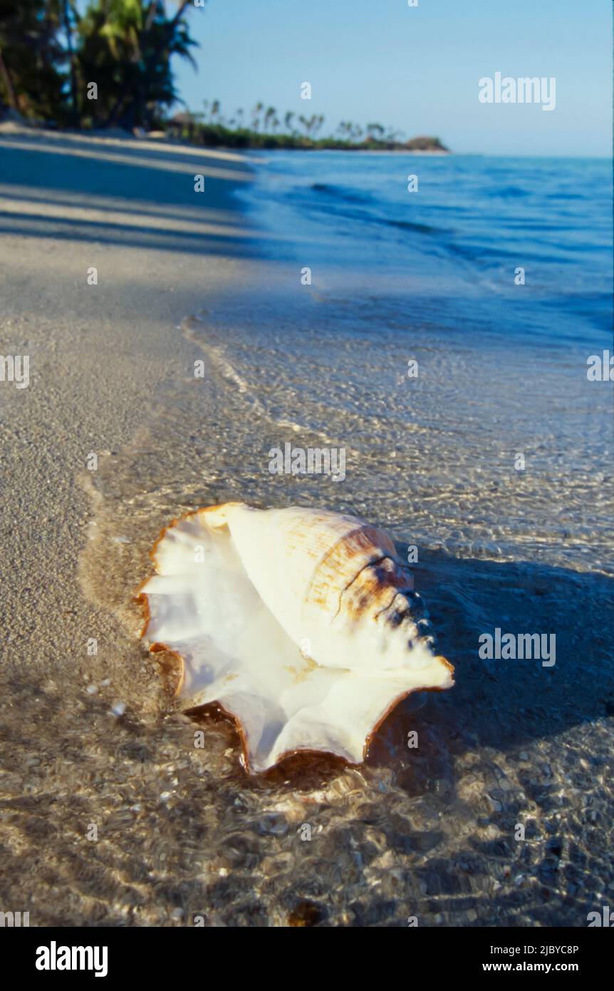Large shell on beach of tropical island at waters edge and waves ...