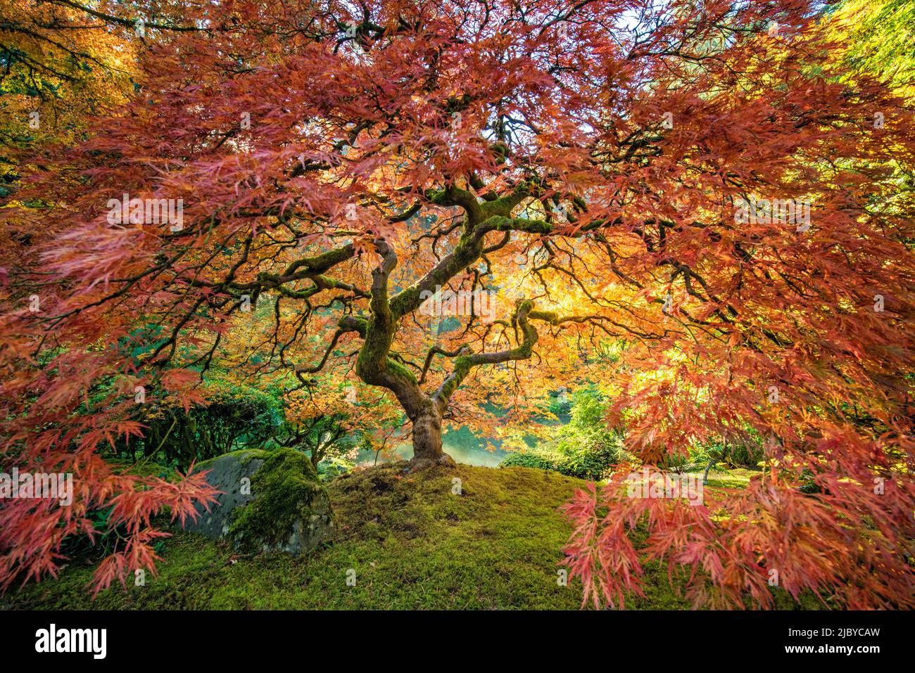 Portland Oregon, Japanese tree in fall foliage Stock Photo - Alamy
