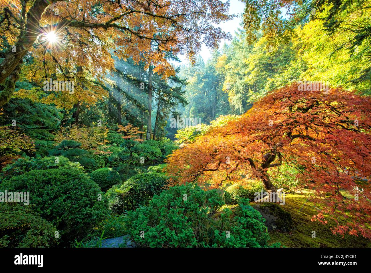 Portland Oregon, Japanese tree in fall foliage Stock Photo - Alamy
