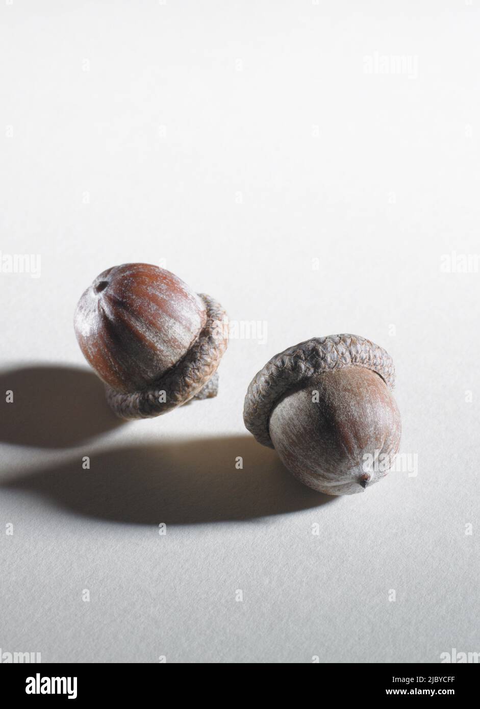 Acorns on white background hi-res stock photography and images - Alamy