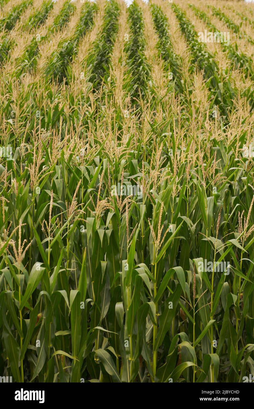Maize crop in flower Stock Photo - Alamy