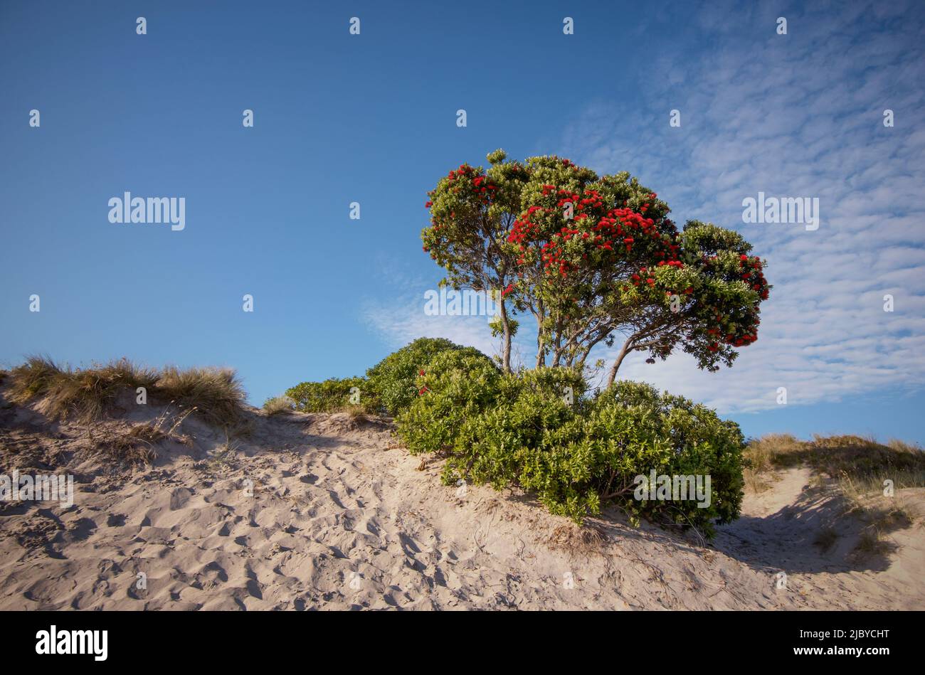 Clump of flowering Pohutukawa trees on top of sandbank Stock Photo - Alamy