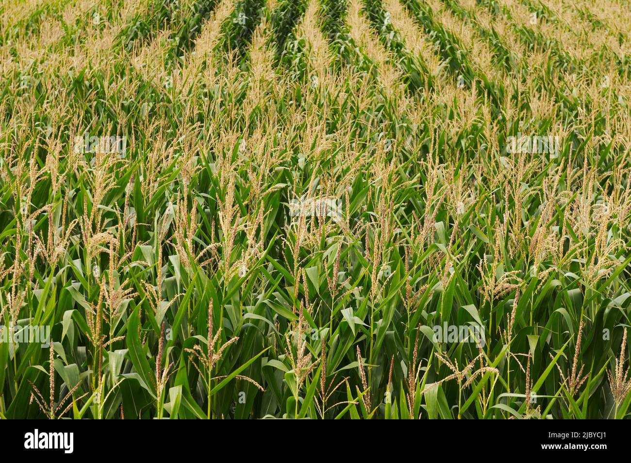 Maize crop in flower Stock Photo - Alamy