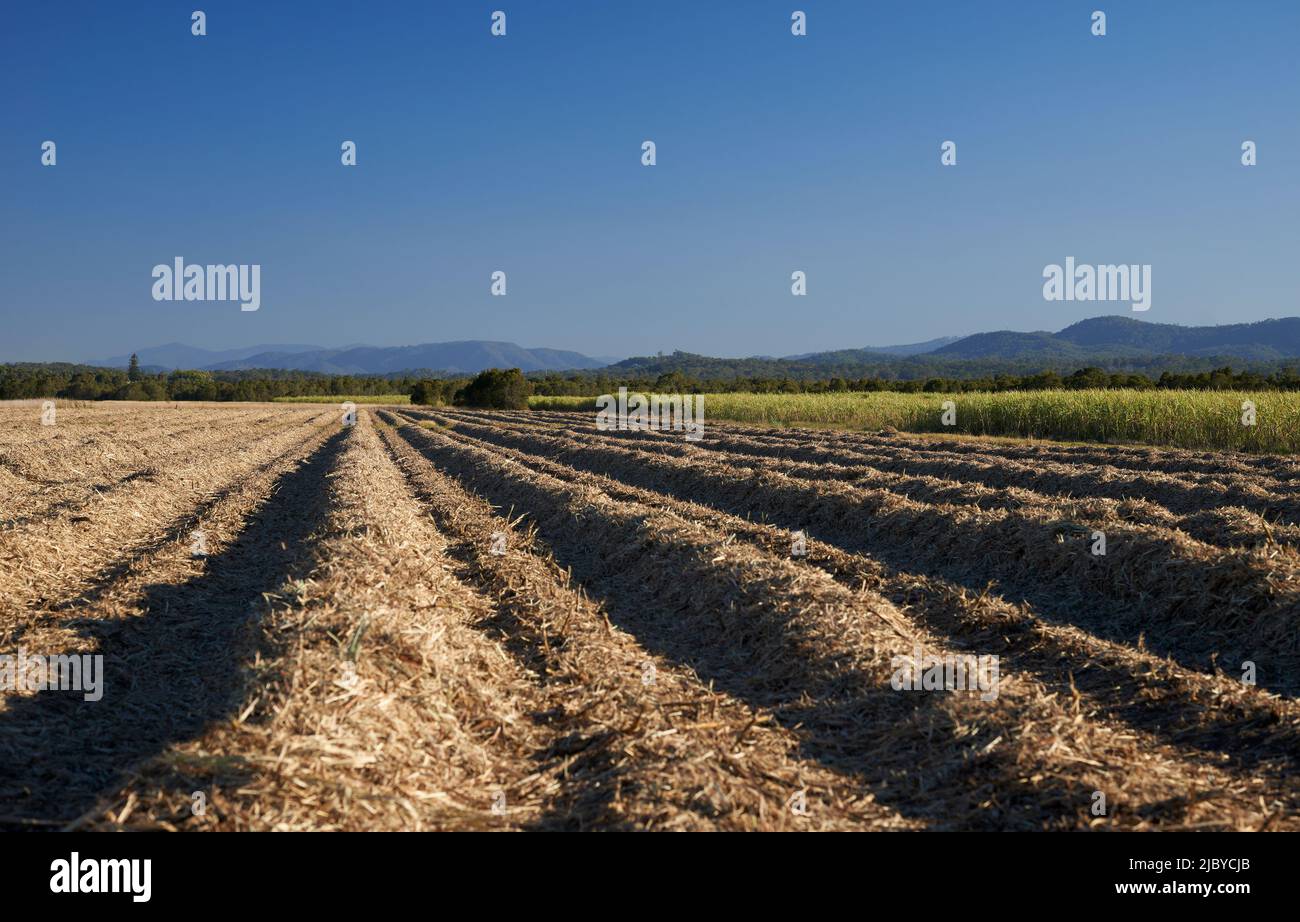 Prepared rows of soil and mulch ready for planting young sugarcane ...