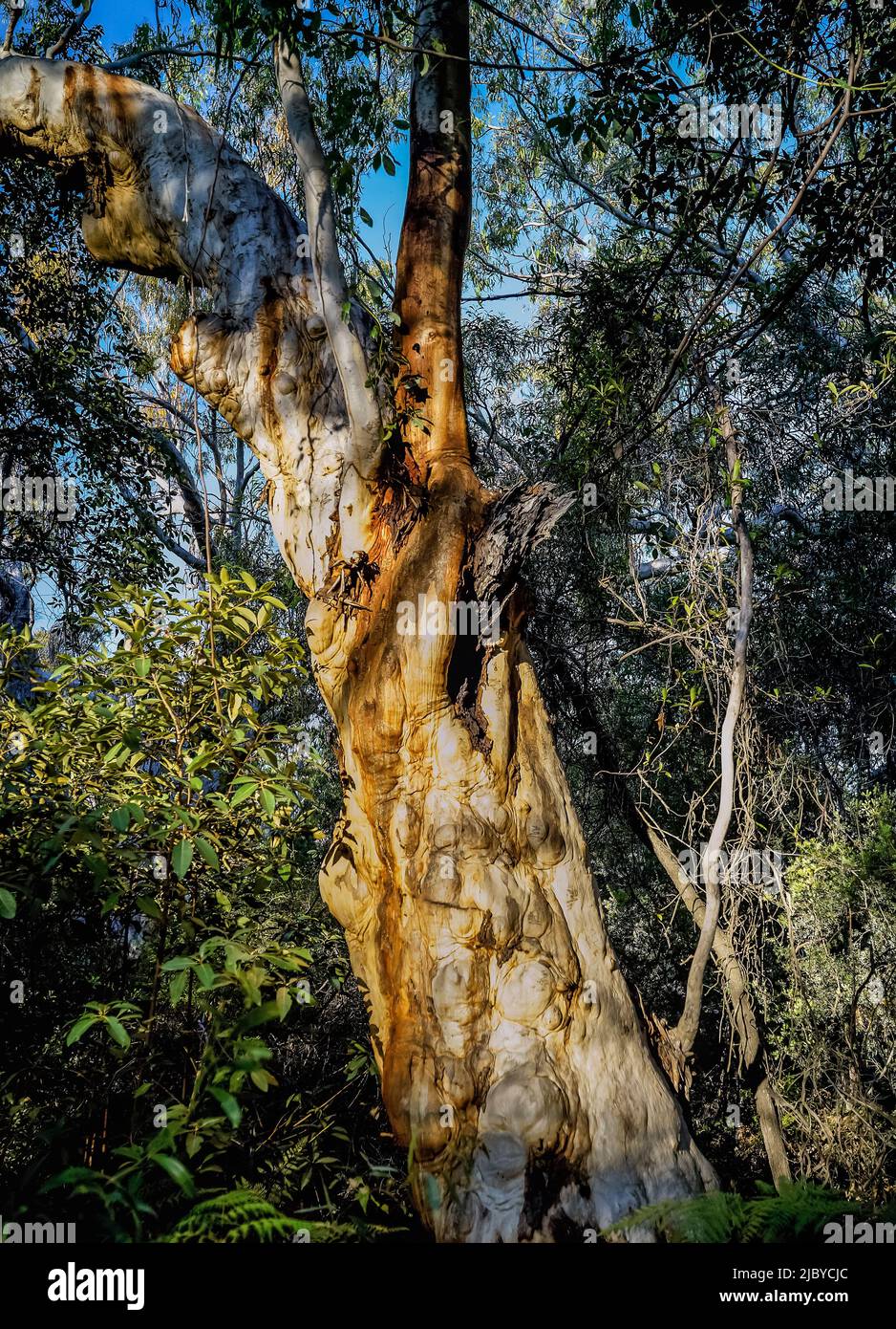 Gnarley tree hi-res stock photography and images - Alamy
