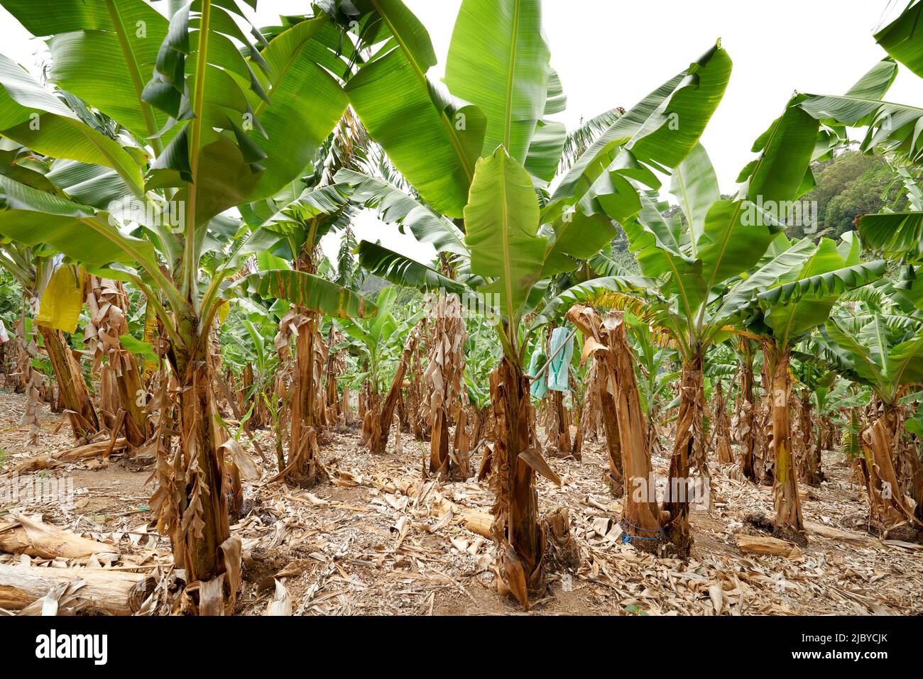 Banana palms hi-res stock photography and images - Alamy