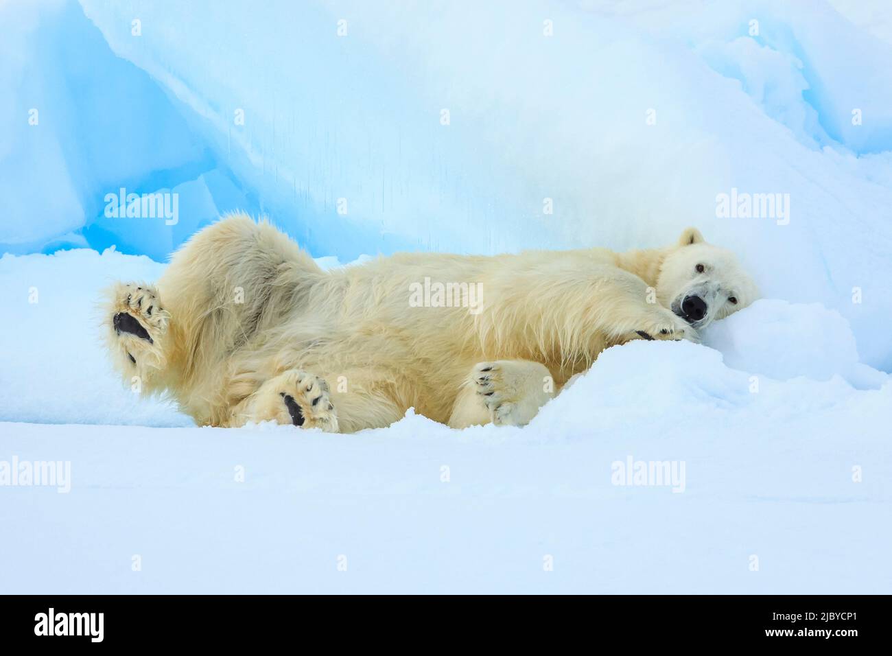 Polar bear (Ursus maritimus) sleeping on pack ice, Svalbard, Norway ...