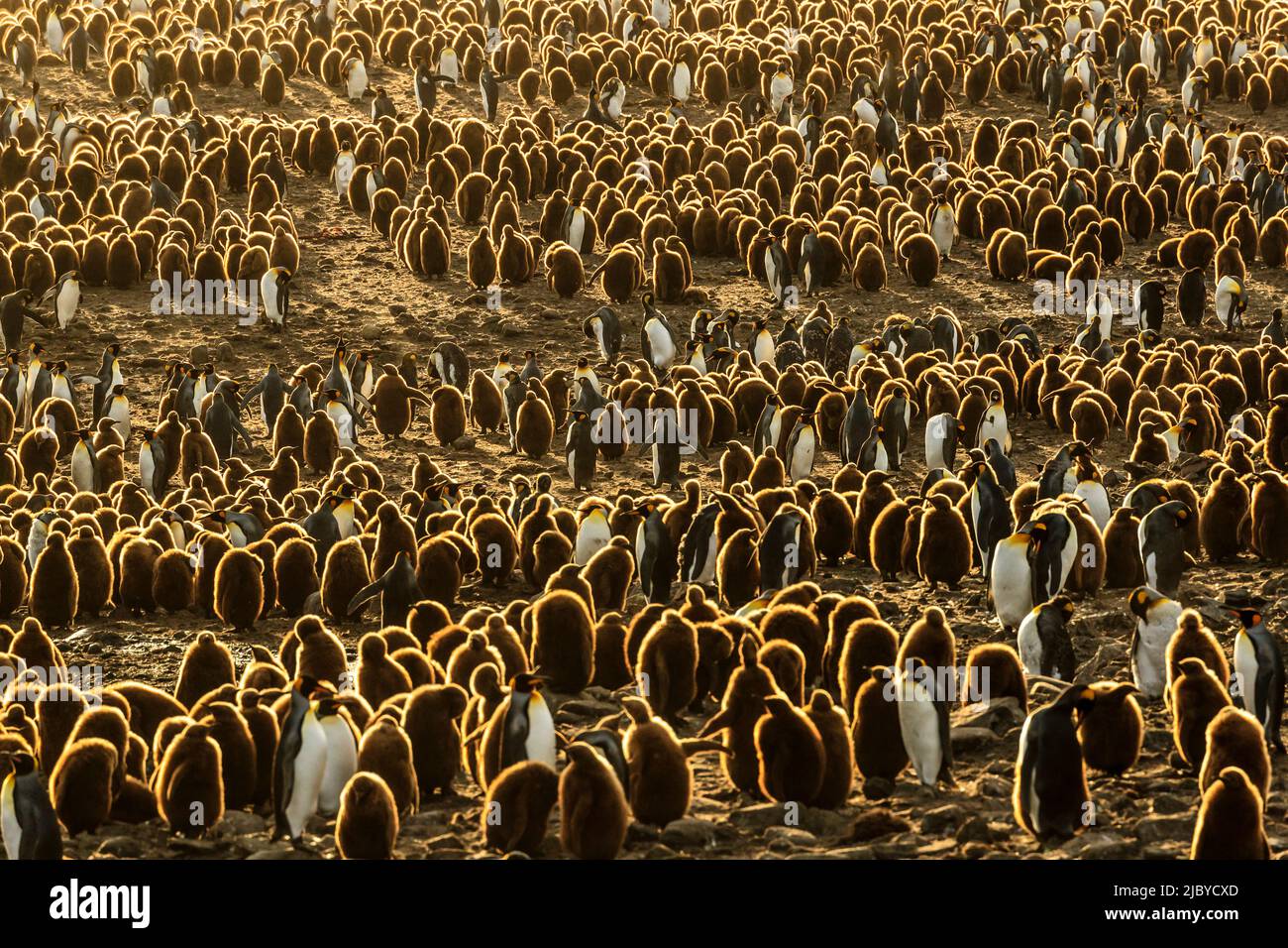 King pengins hi-res stock photography and images - Alamy