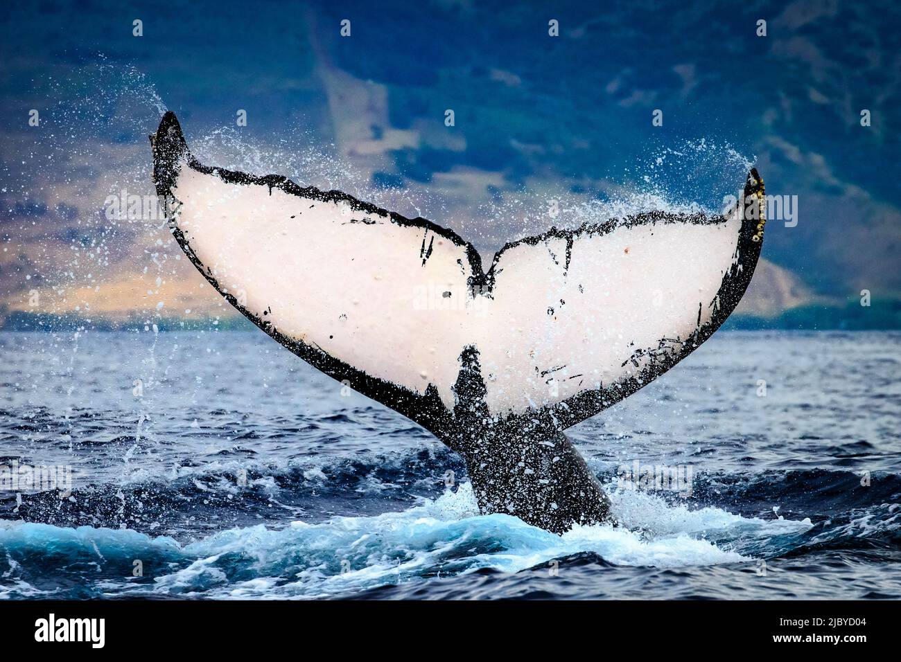 Whale tale, Humpback Whale (Megaptera novaeangliae) lifts its fluke ...