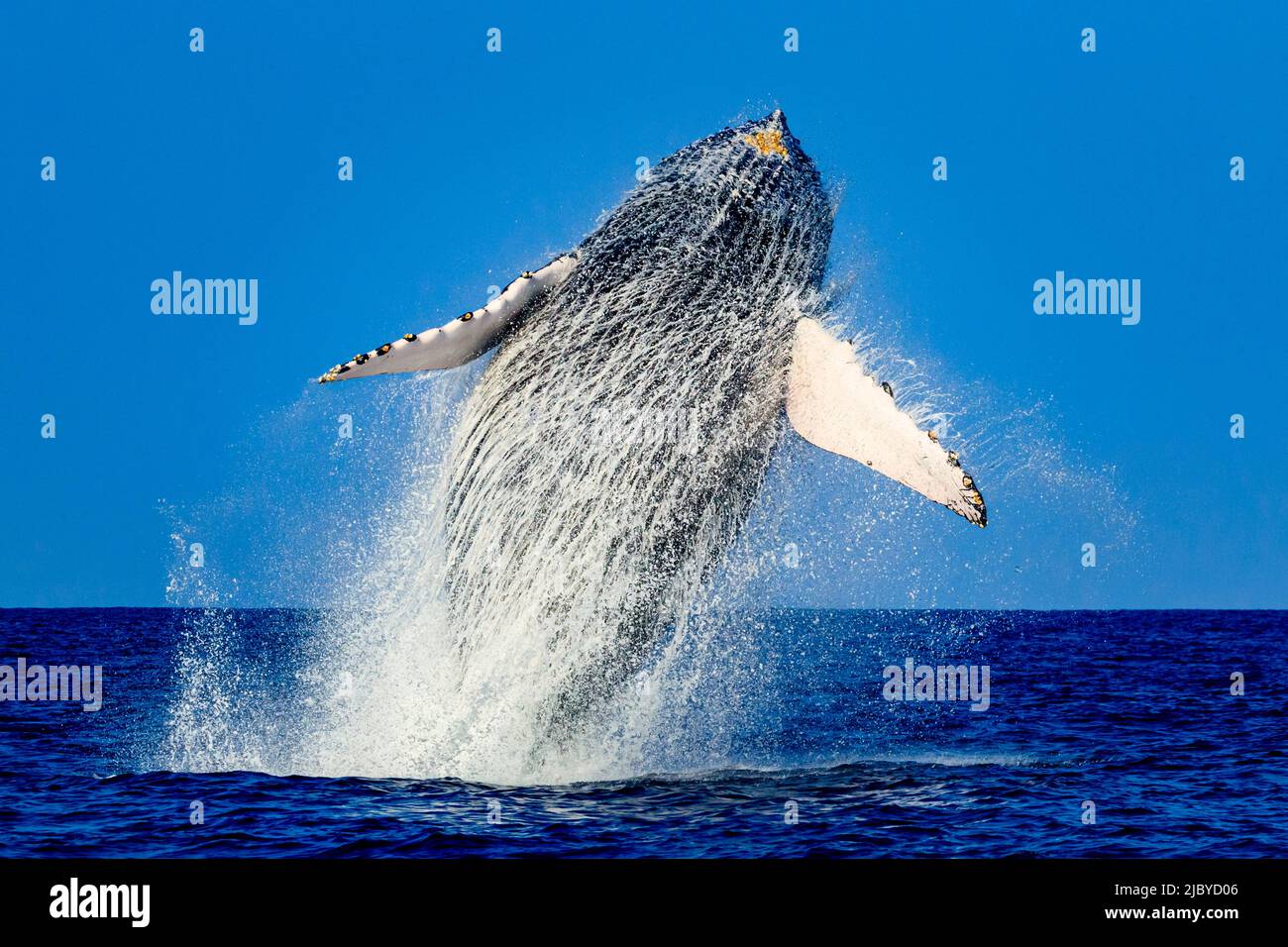 Hawaii Humpback Whale Sanctuary