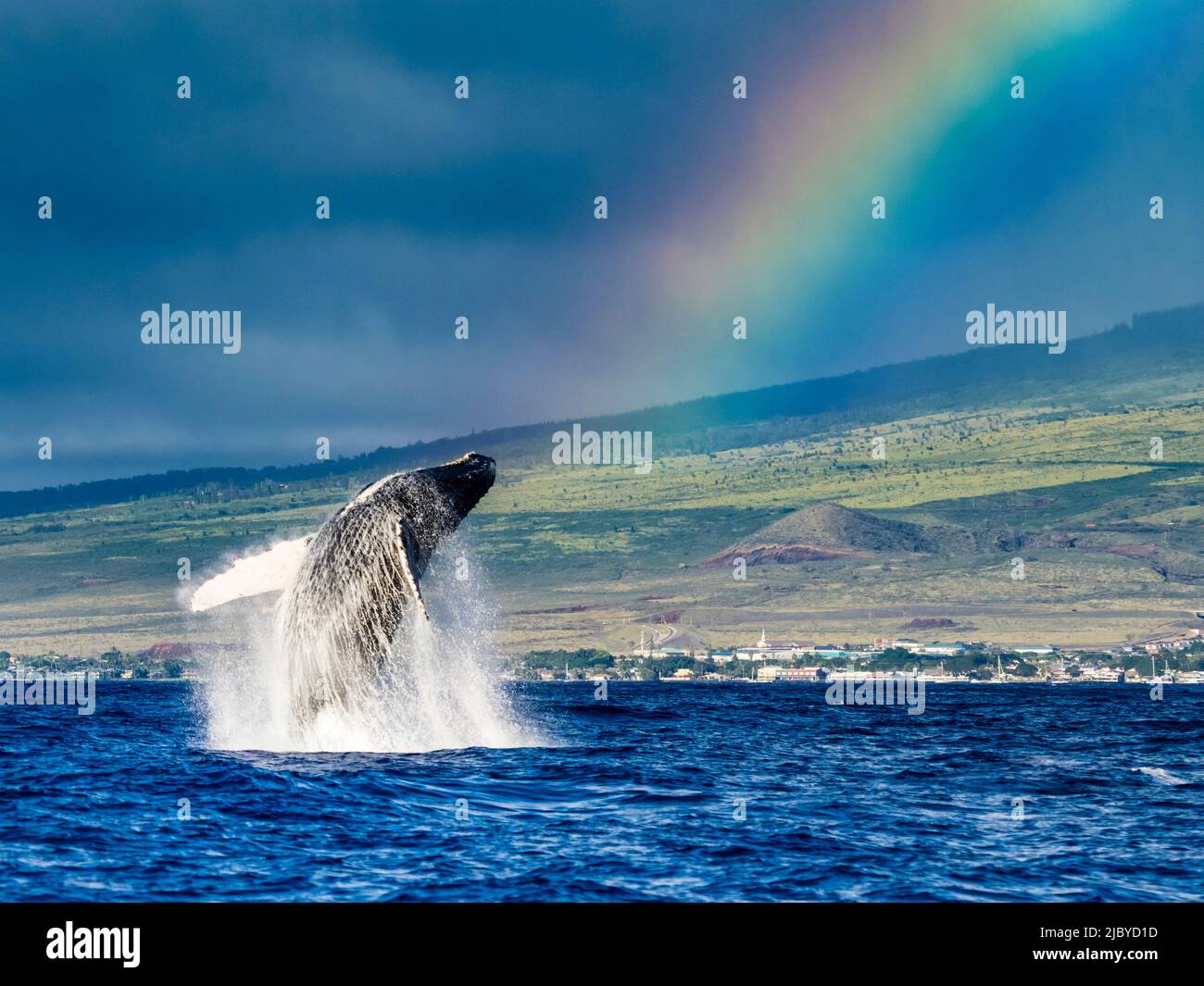 Breaching Humpback Whales (Megaptera novaeangliae) whale under the ...