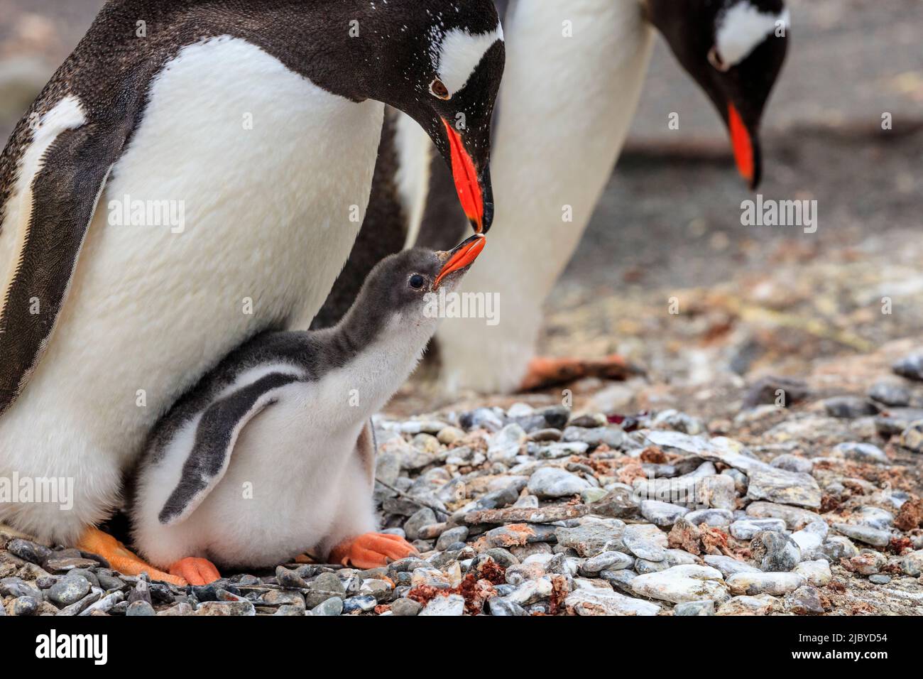 Penguins feeding time hi-res stock photography and images - Alamy