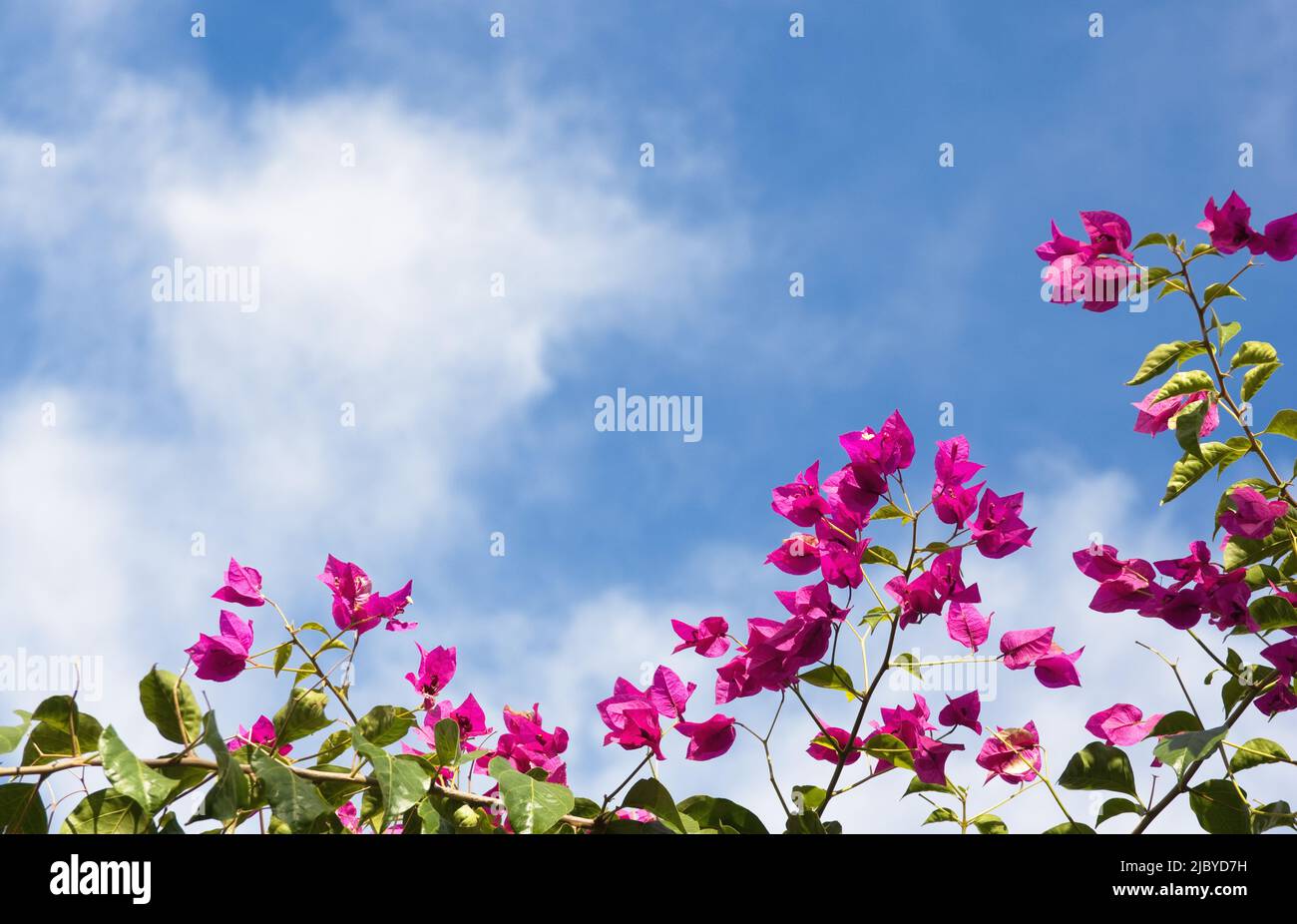 Bougainvillea vine hi-res stock photography and images - Alamy