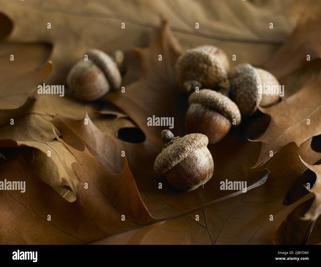 Group of Acorns laying on top of brown oak tree leaves Stock Photo - Alamy