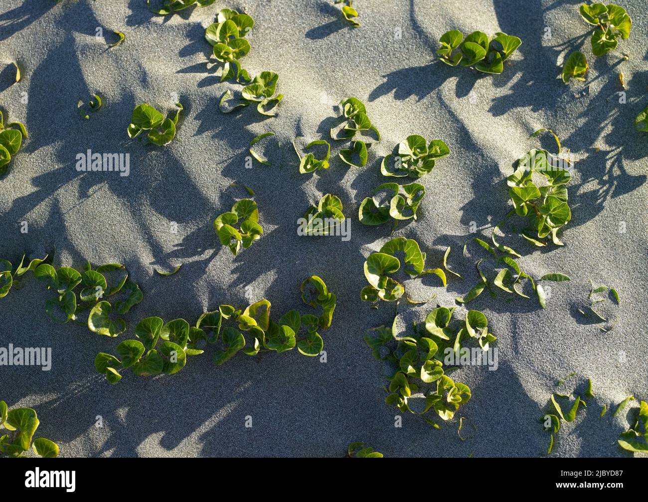 Growing green in sand hi-res stock photography and images - Alamy