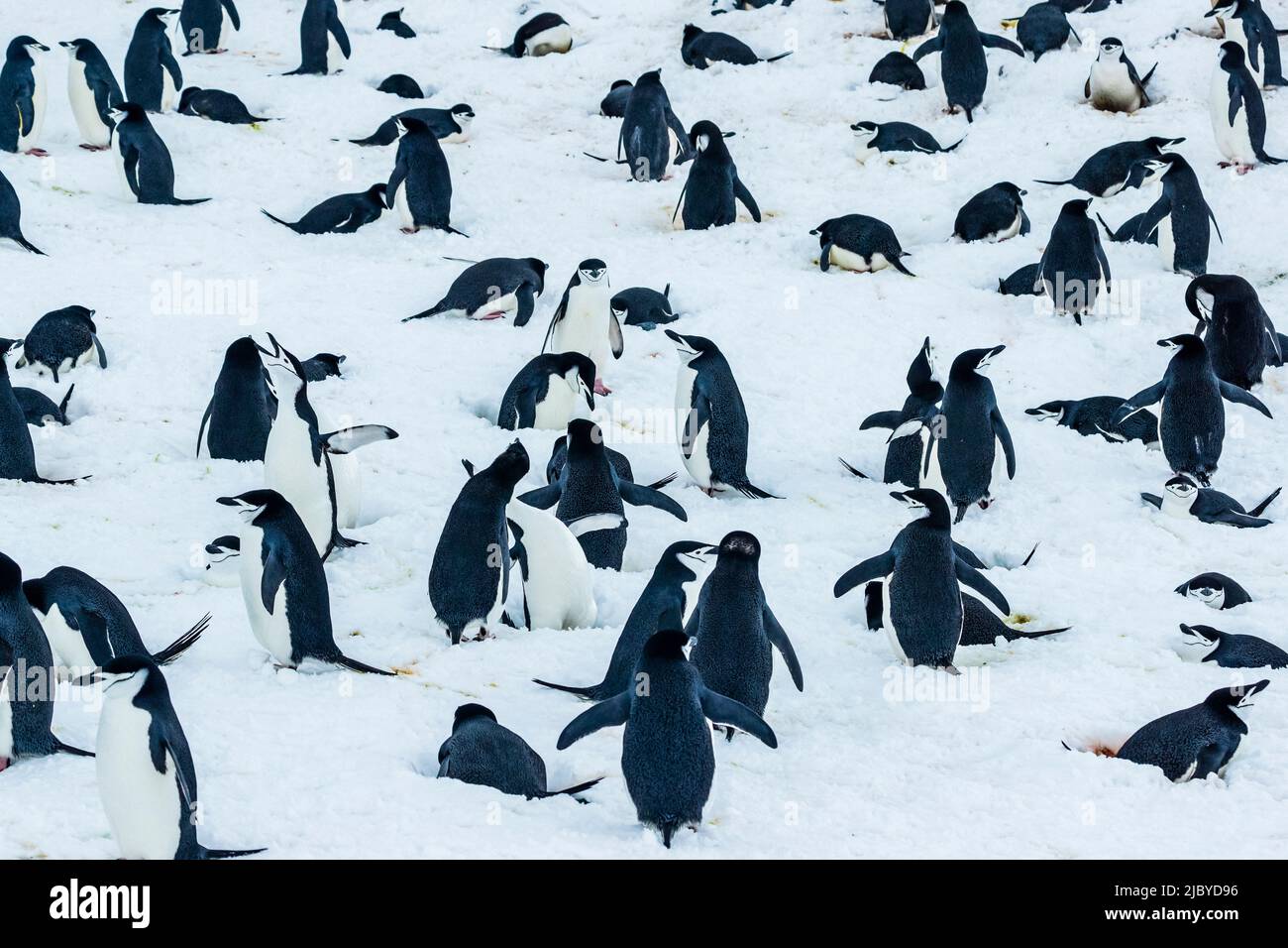 Chinstrap Penguins (Pygoscelis antarcticus) nesting in fresh snow at ...