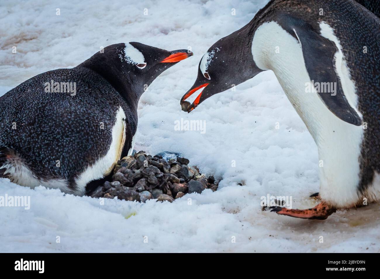 Antarctica iceberg in south shetland hi-res stock photography and ...