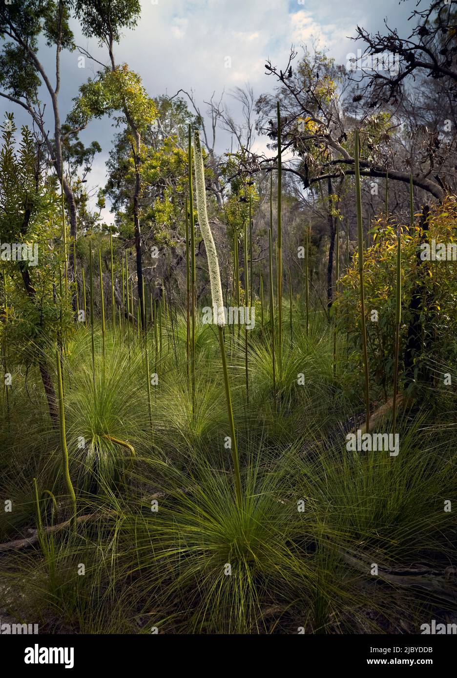 Group of Xanthorrhoea gowing amongst native Australian vegetation Stock ...
