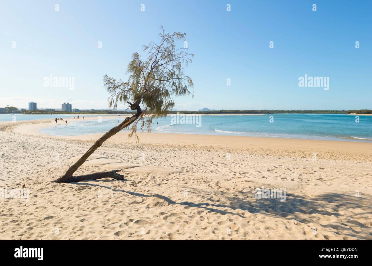 Lone tree casting shadow on beach Stock Photo - Alamy