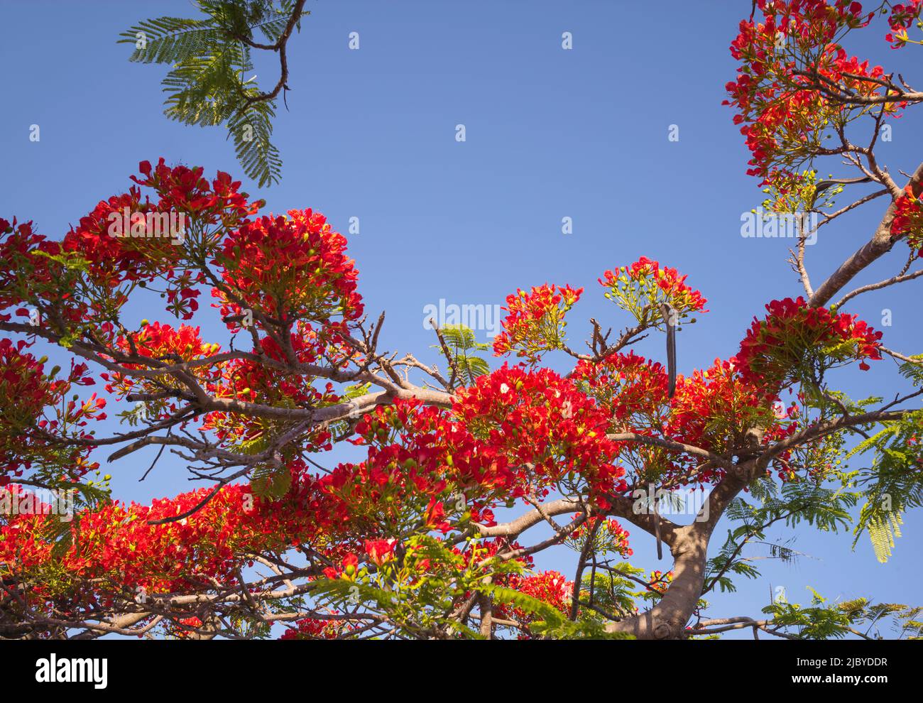 Scarlet flame tree hi-res stock photography and images - Alamy