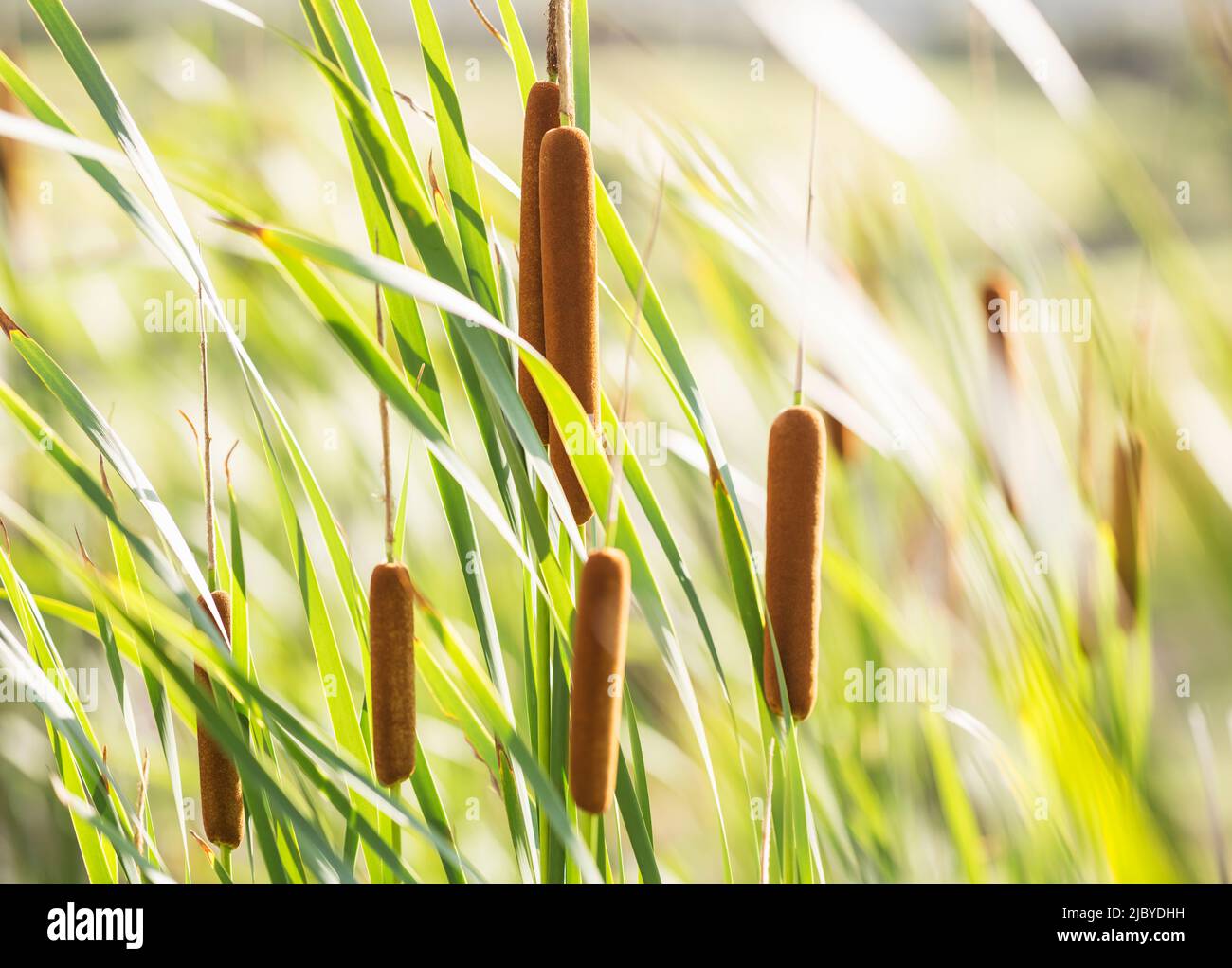 Indigenous native vegetation hi-res stock photography and images - Alamy