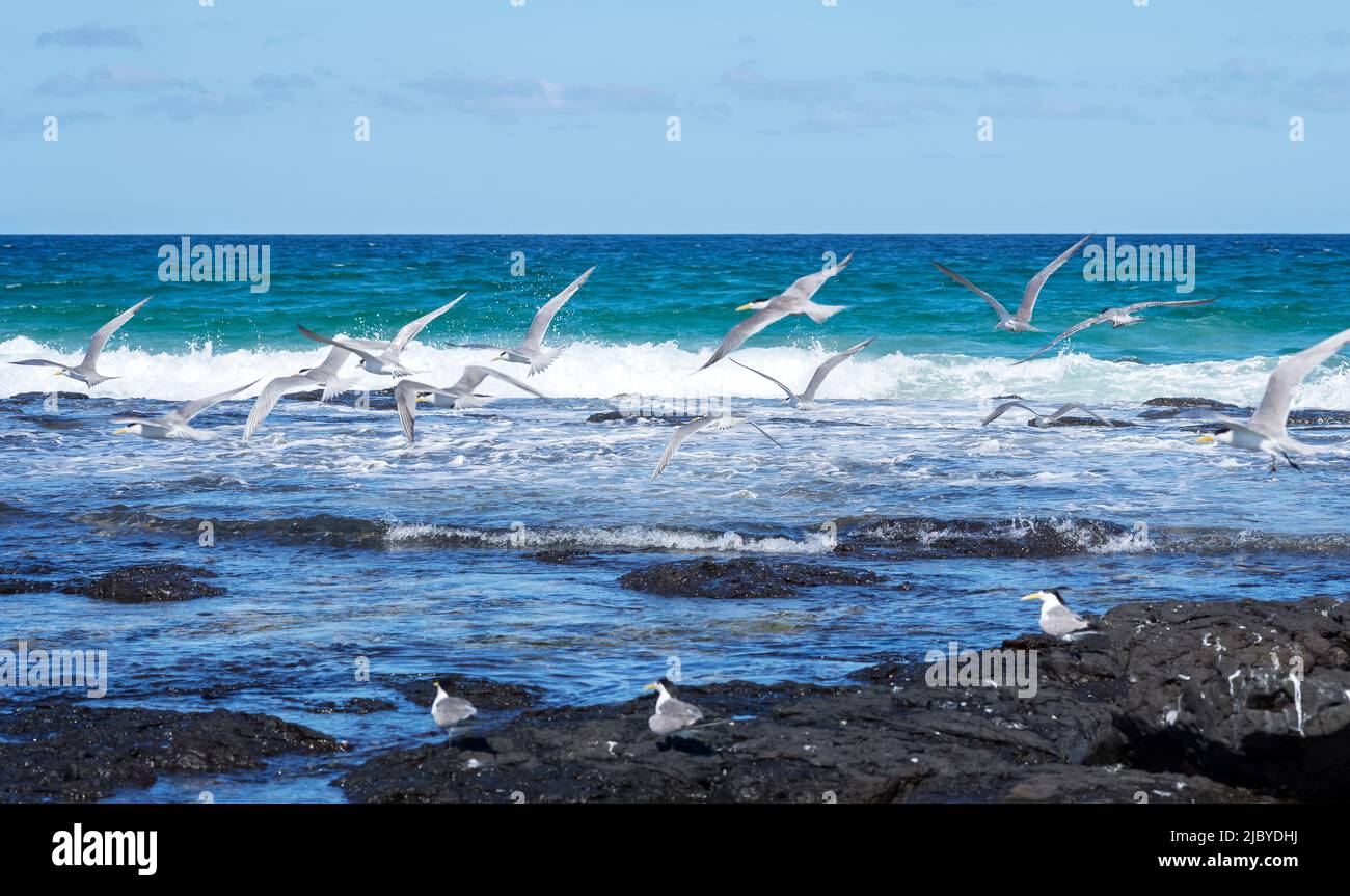Crested Tern Colony in flight Stock Photo - Alamy