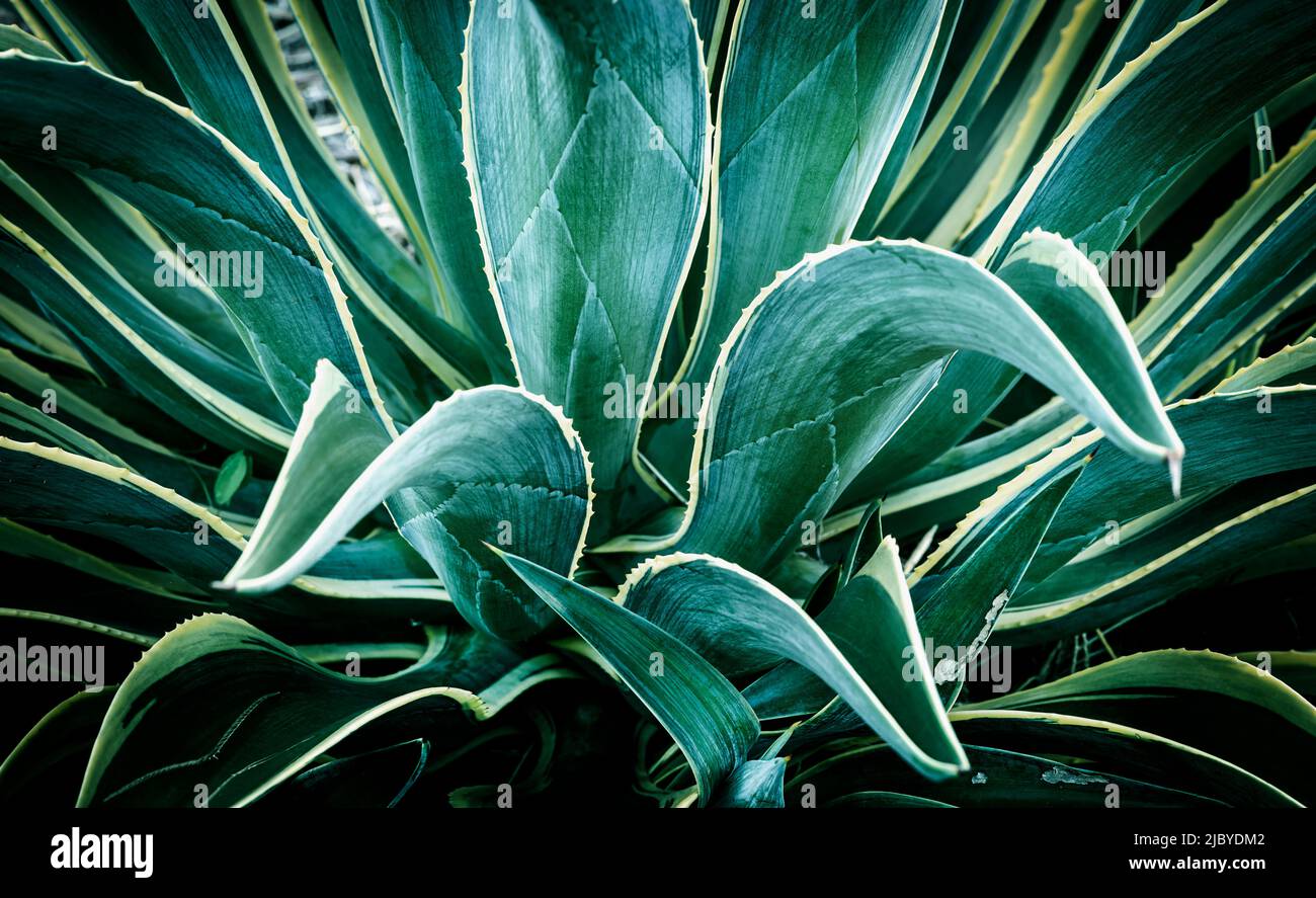 Close up agave plant hi-res stock photography and images - Alamy