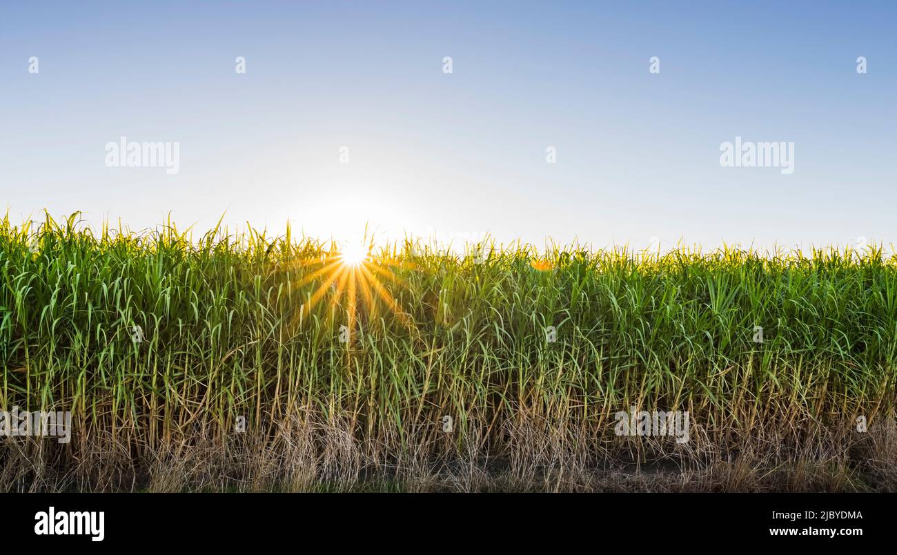 Horizontal horticulture hi-res stock photography and images - Alamy
