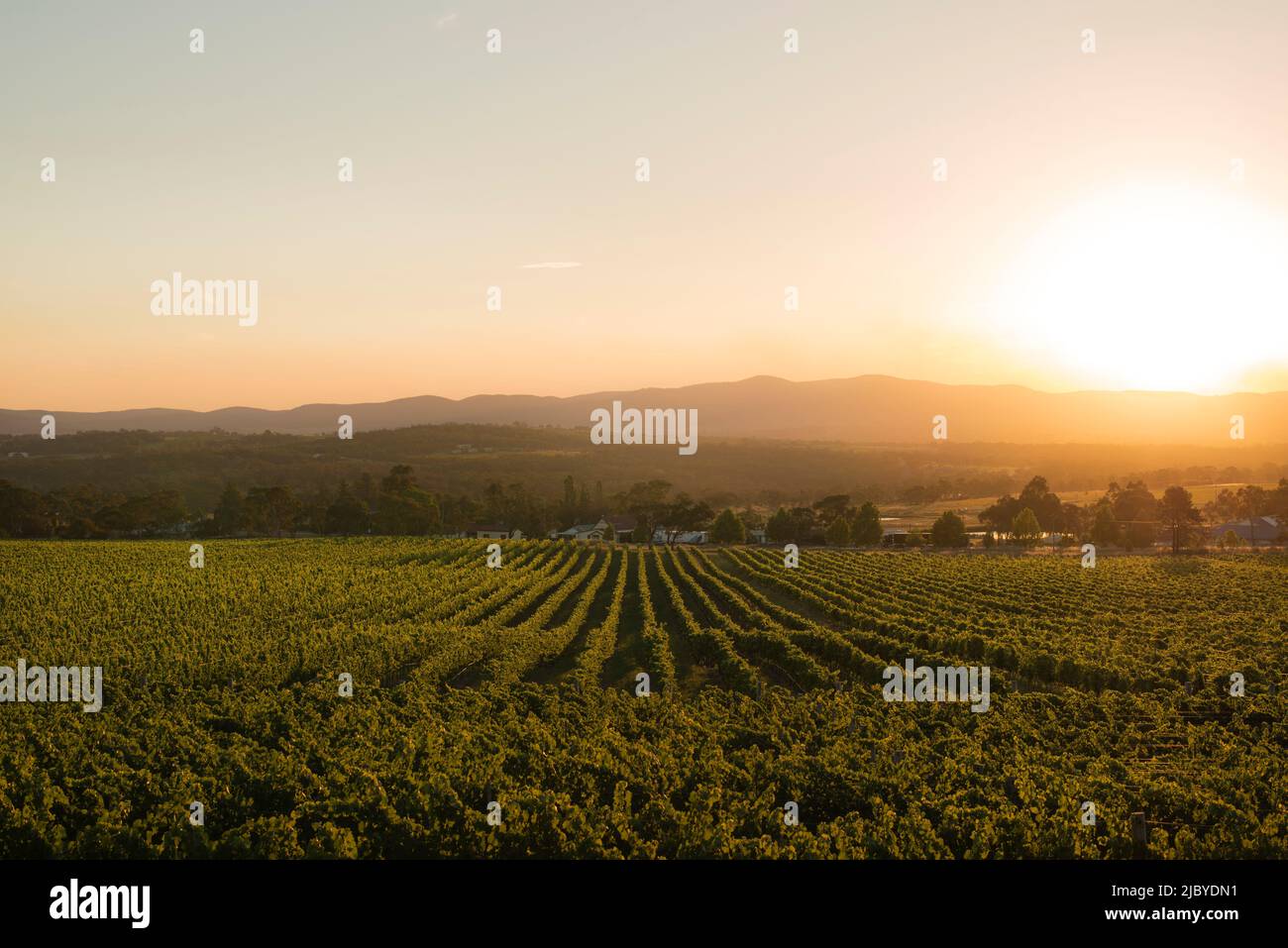 Sun setting over hills behind Vineyard Stock Photo - Alamy