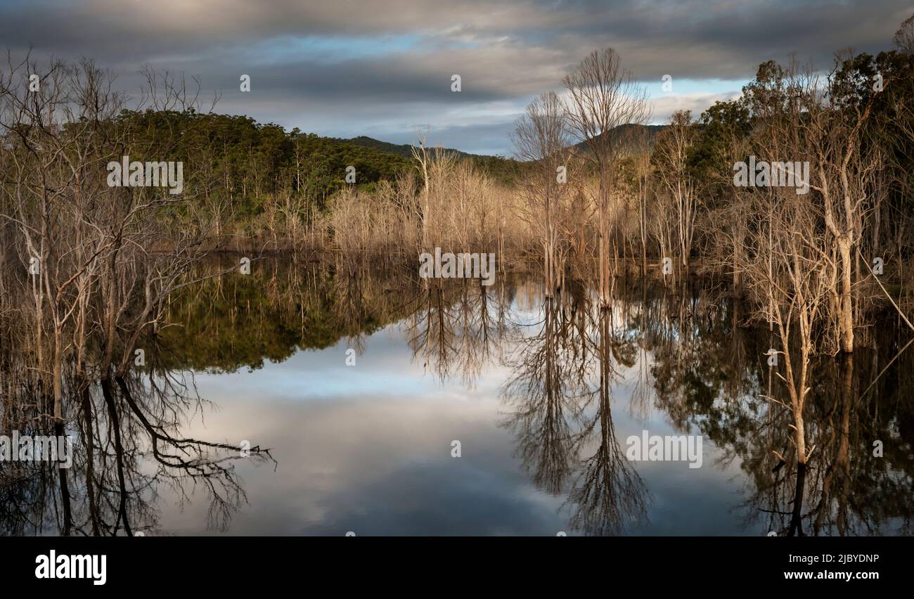 Reflections in the water of native Australian bushland Stock Photo - Alamy