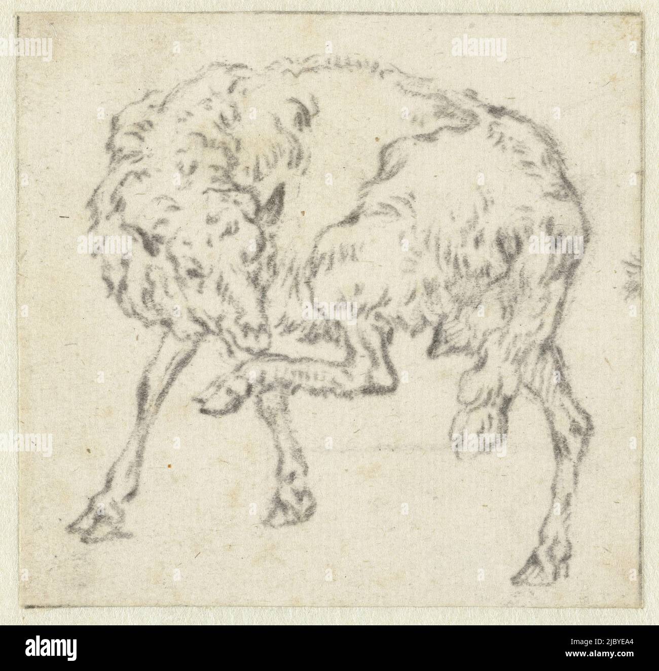 Sheep, Lifting its Left Hind Leg, Jacob van der Does (I) (copy after ...