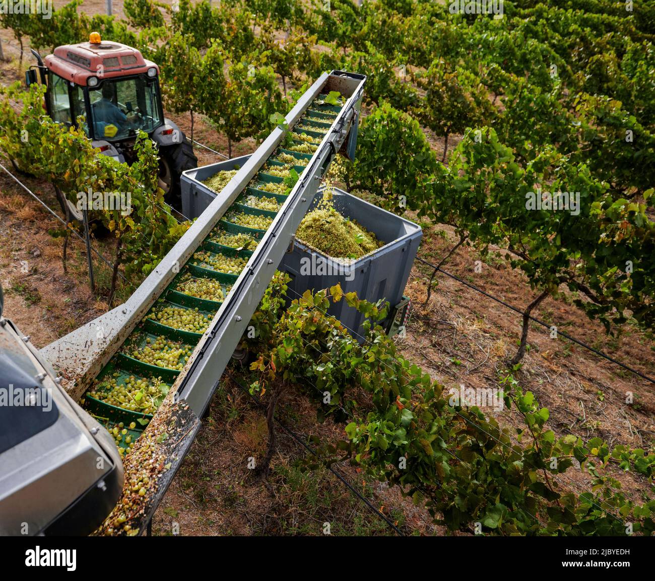 Machines harvesting grapes and conveyer belt transporting them into ...