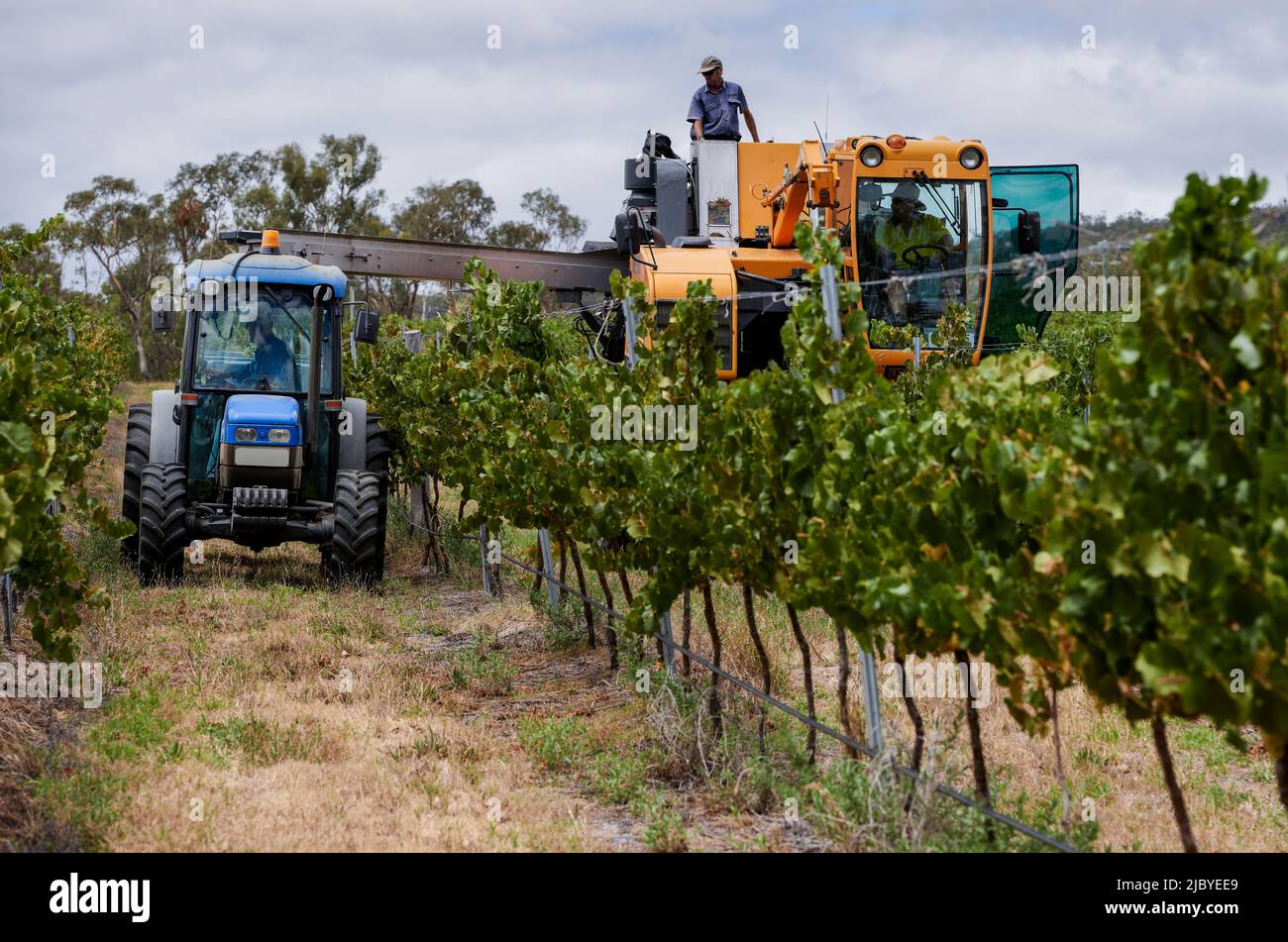 Machines harvesting grapes and conveyer belt transporting them into ...