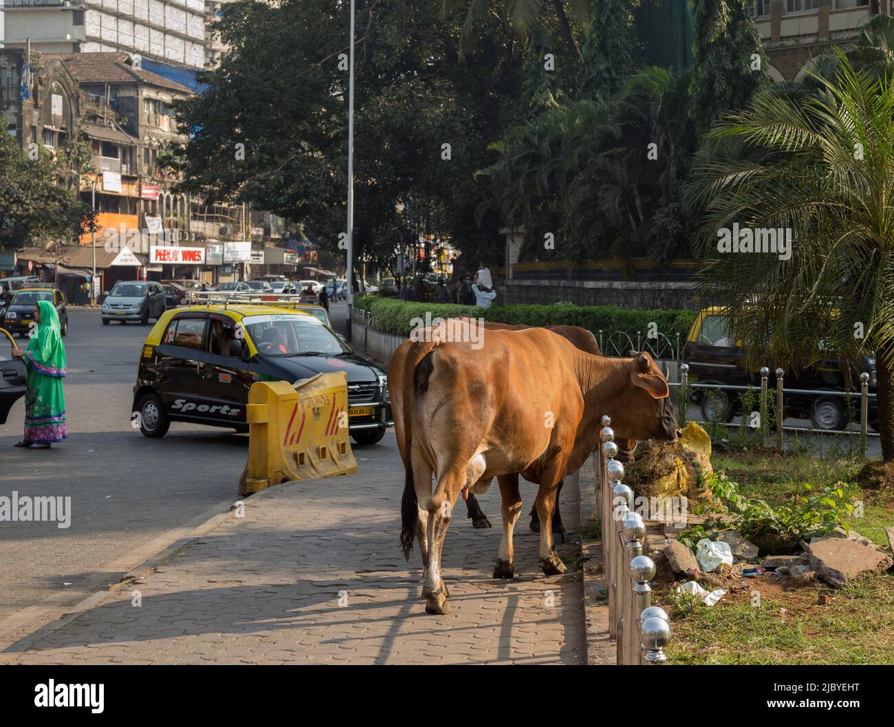 Cow in mumbai india hi-res stock photography and images - Alamy