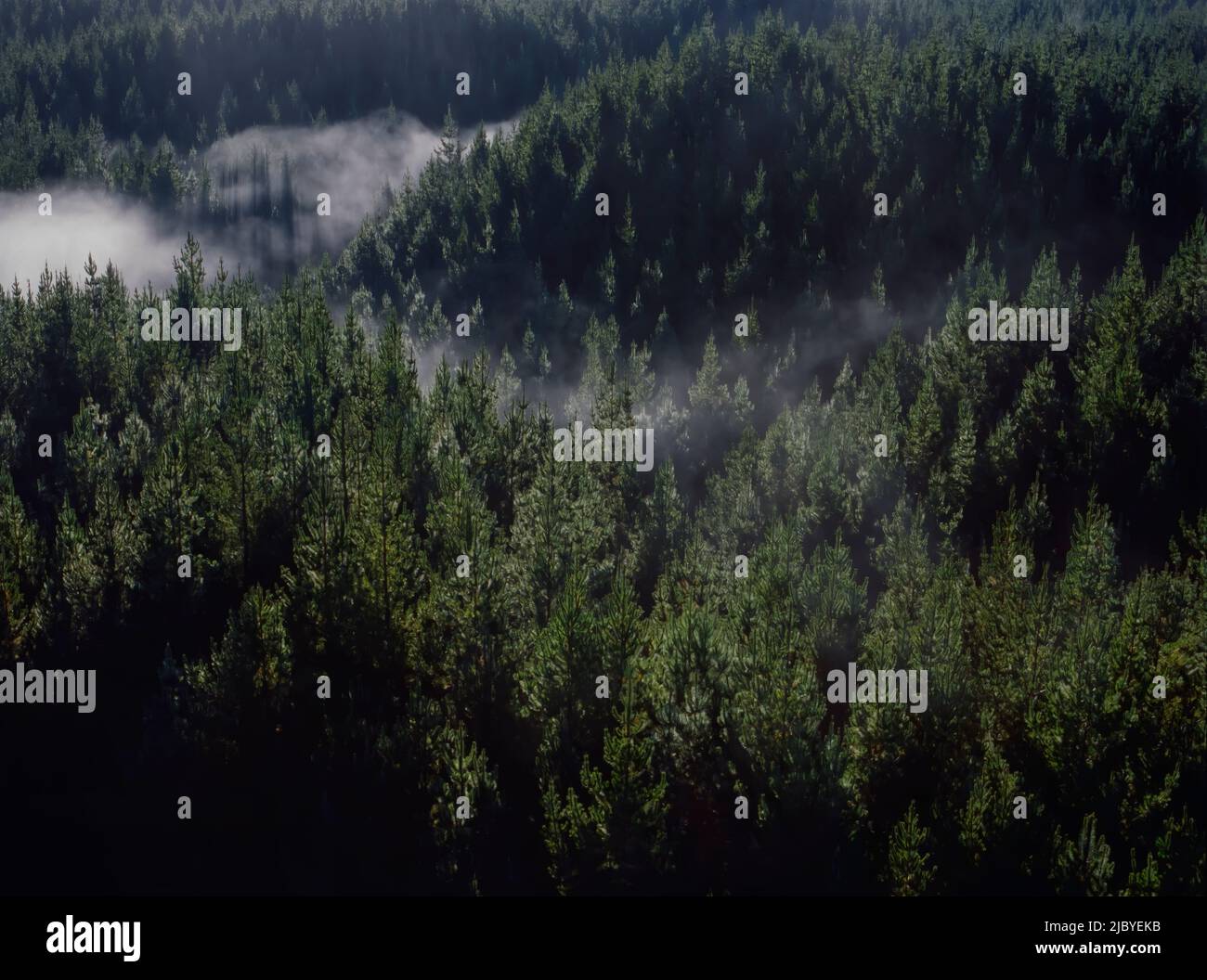 Aerial of pine tree forest with mist rising through the valleys Stock ...