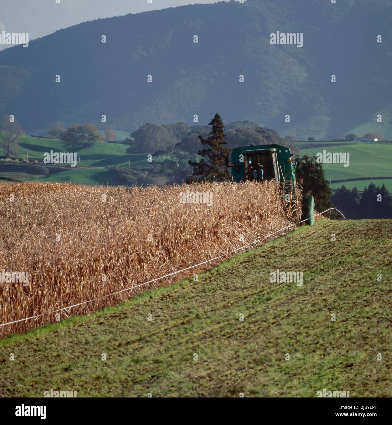 Combine Harvester harvesting Maize Stock Photo - Alamy