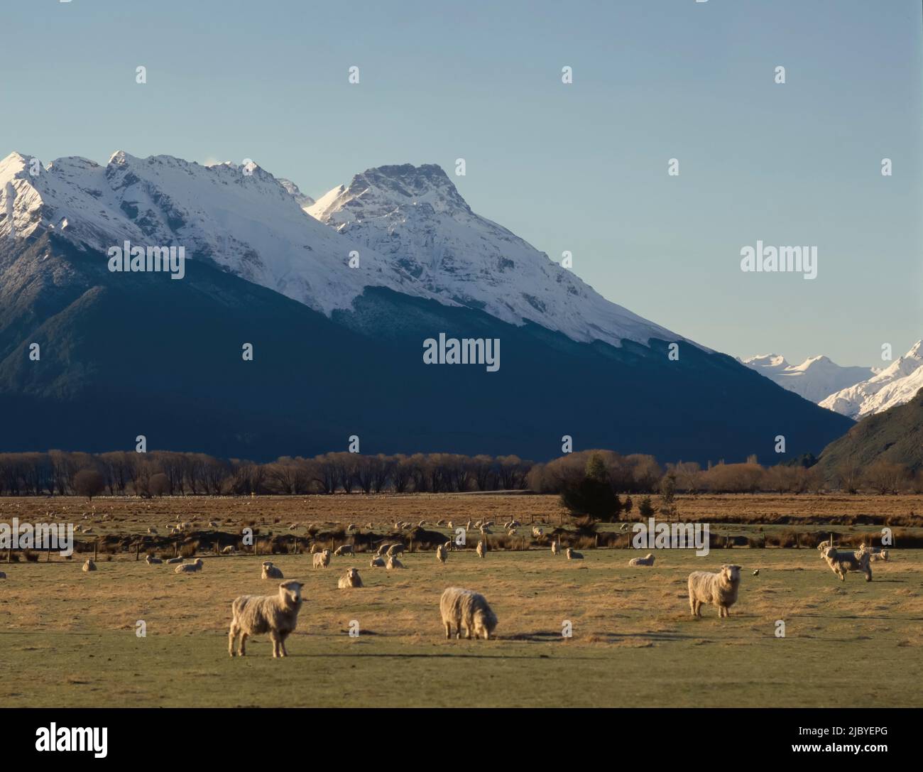 Sheep grazing on flat land at base of snowy mountains in New Zealand ...
