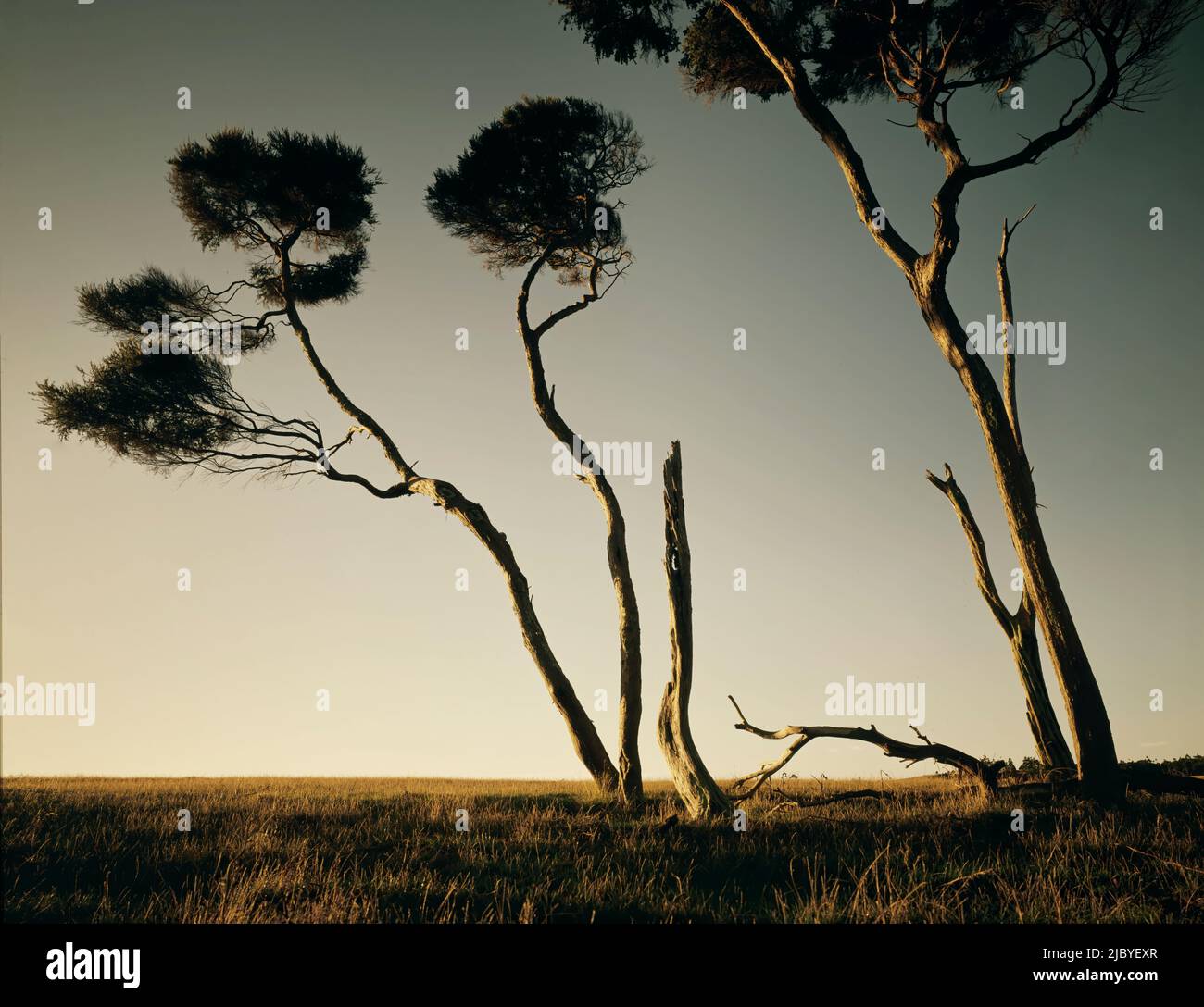 Sun shining on old trees in barren landscape Stock Photo - Alamy