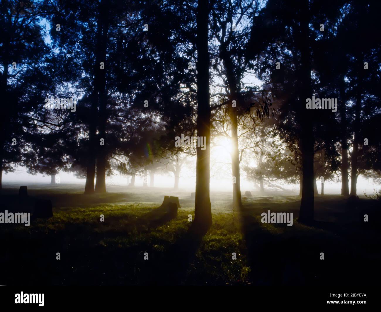 Mist and early morning sun shining through trees Stock Photo - Alamy