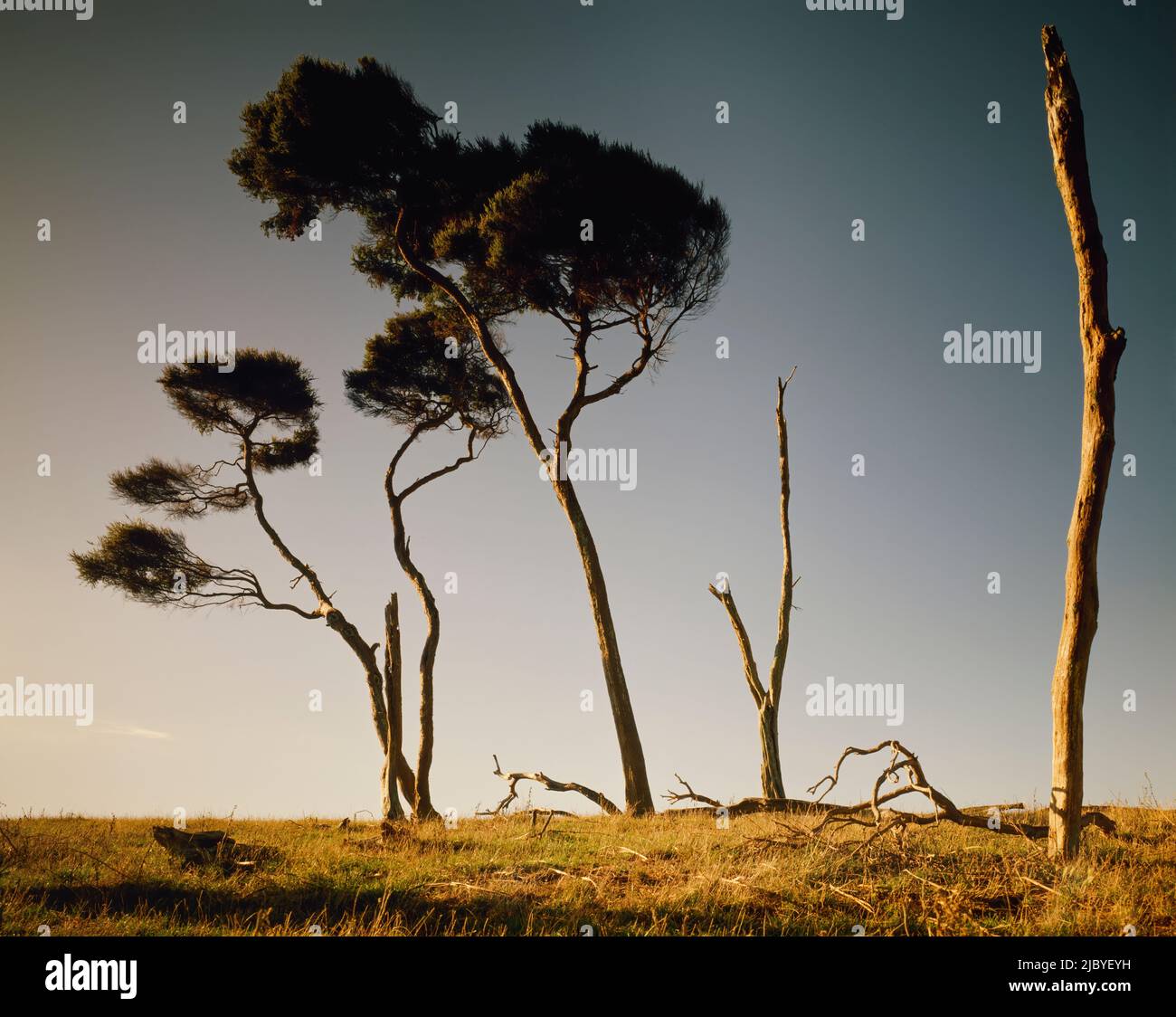 Sun shining on old trees in barren landscape Stock Photo - Alamy