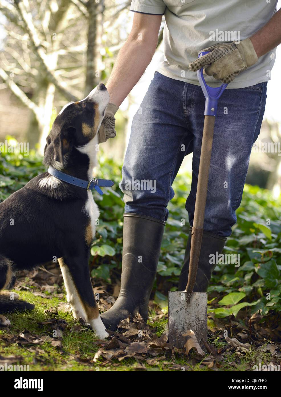 Man holding spade standing in garden and patting dog Stock Photo - Alamy