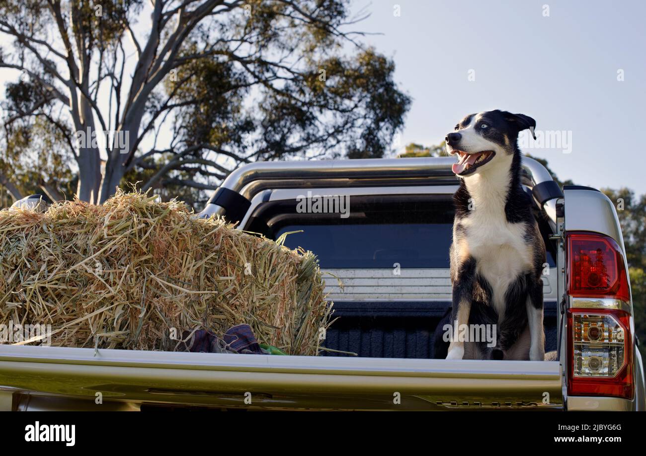 Pickup truck hay hi-res stock photography and images - Alamy
