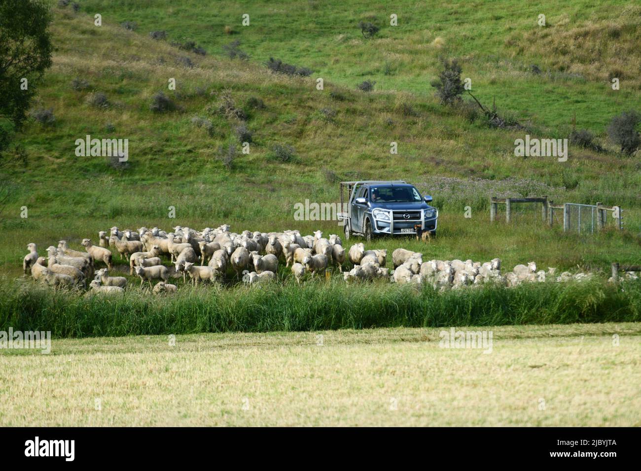 SPRINGFIELD, NEW ZEALAND, JANUARY 12, 2022: A shepherd moves a mob of ...