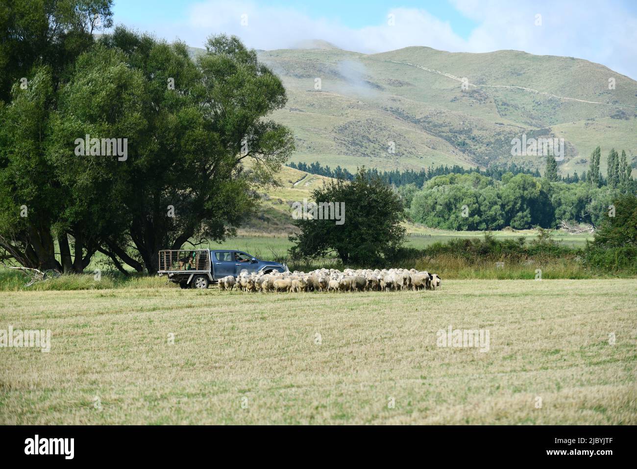 SPRINGFIELD, NEW ZEALAND, JANUARY 12, 2022: A shepherd moves a mob of ...