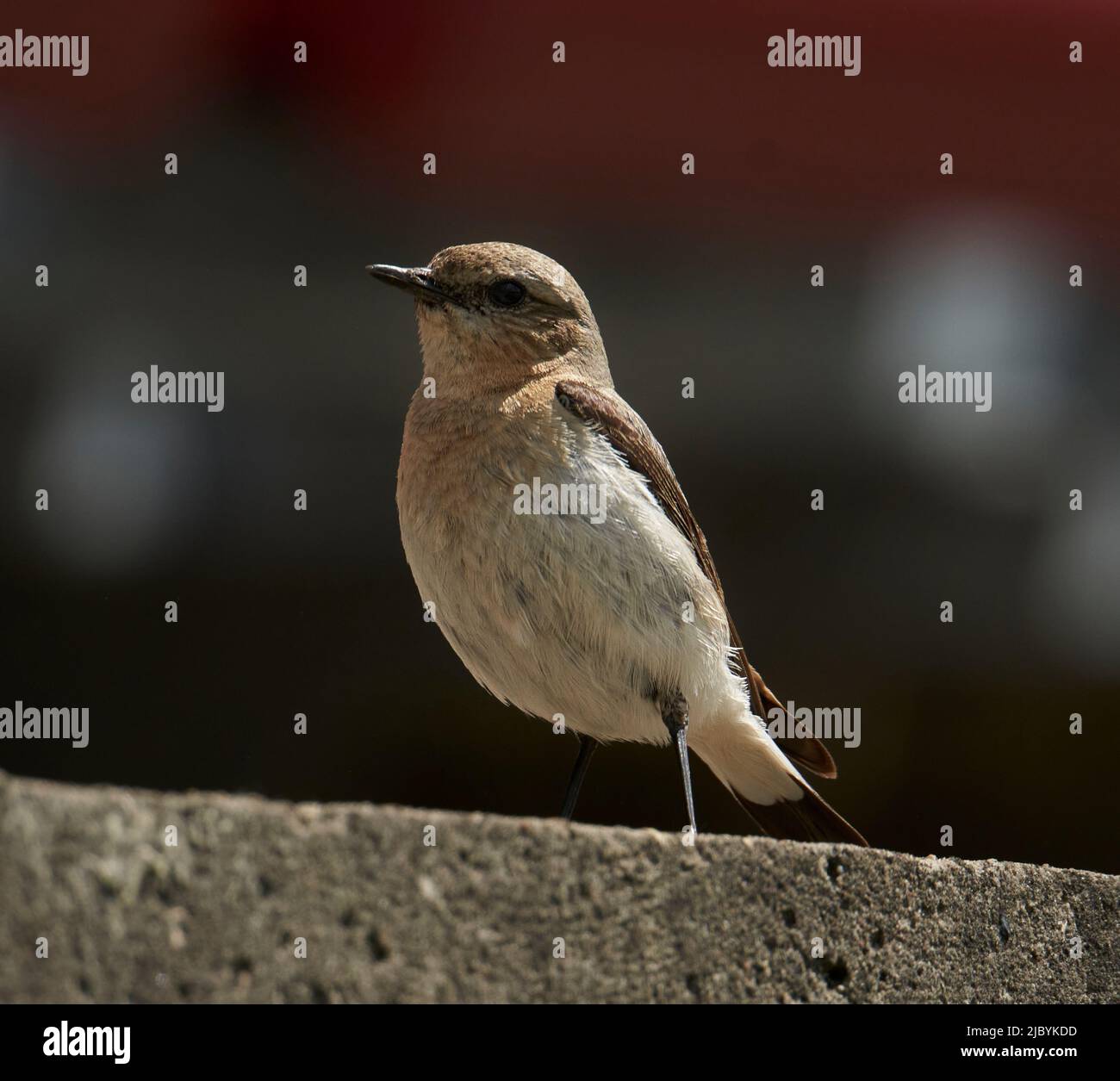 Bastard Nightingale (cettia cetti) cetia nightingale or bastard ...